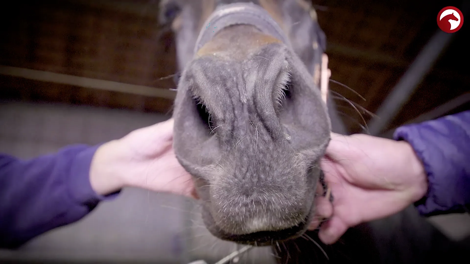 Understanding Horse Strangles: Symptoms, Treatment, and Prevention - ClipMyHorse.TV Magazine